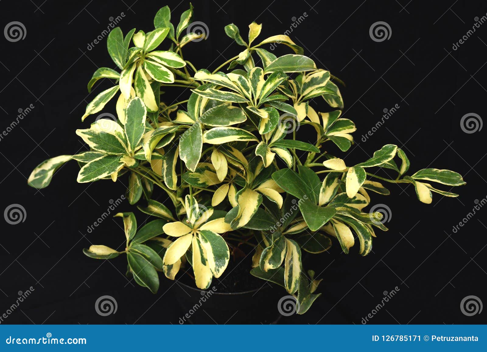 VARIEGATED SCHEFFLERA стоковое изображение. изображение насчитывающей ...