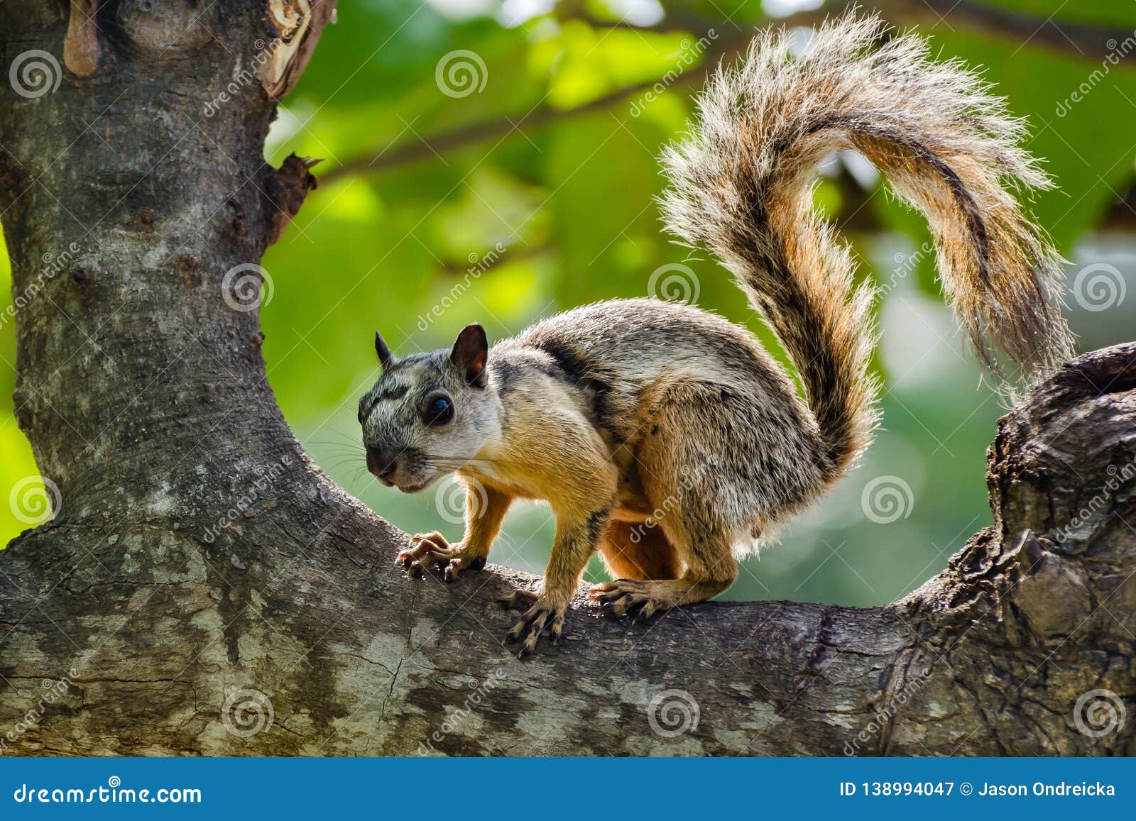 Variegated Squirrel Climbing a Tree. Stock Image - Image of animal ...