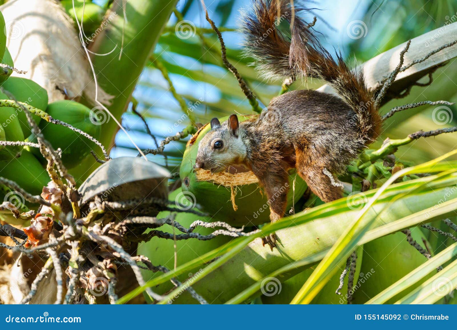 Variegated Squirrel (Sciurus Variegatoides) in Costa Rica Stock Photo ...