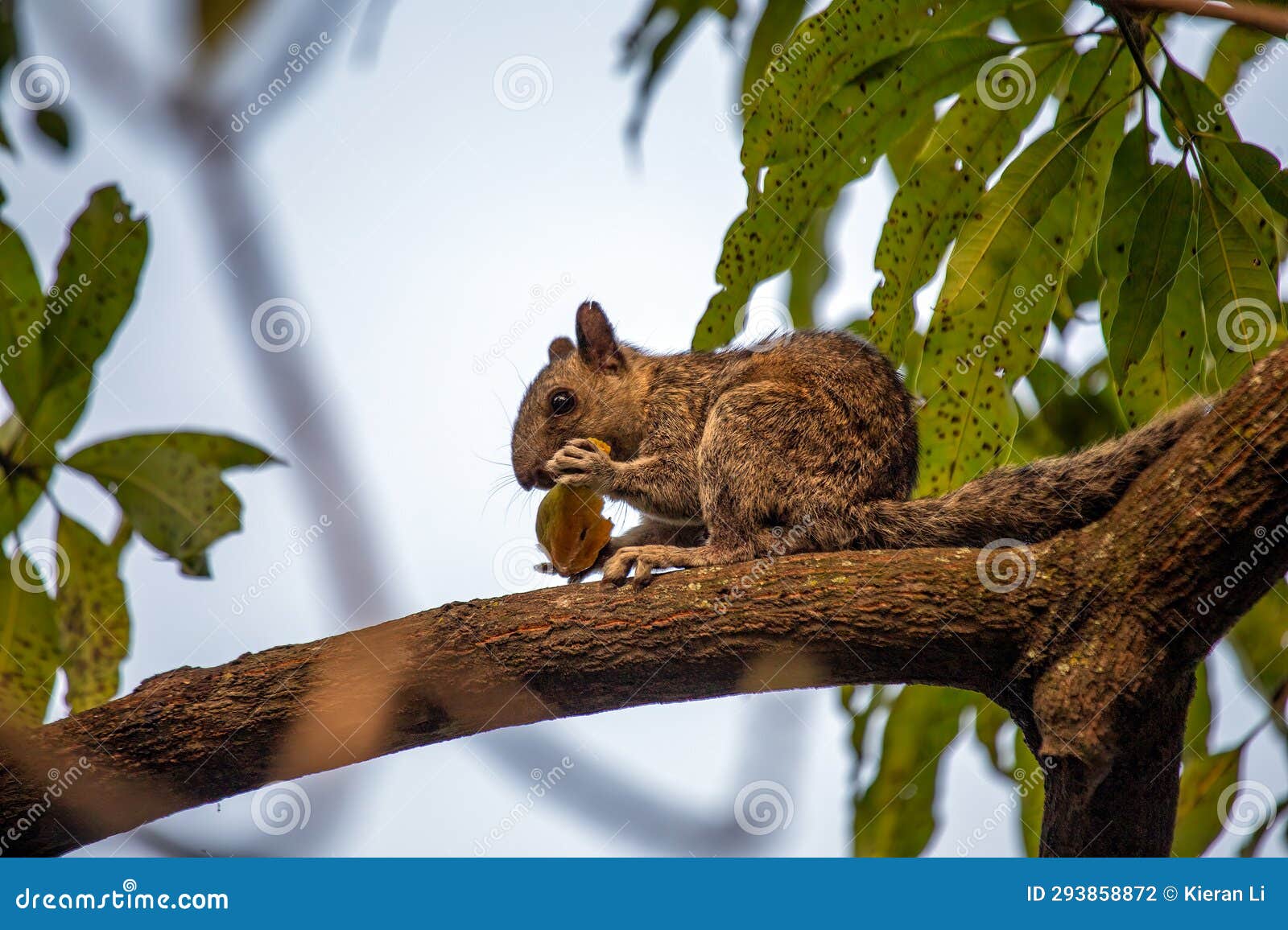Variegated Squirrel (Sciurus Variegatoides) Outdoors Stock Photo ...