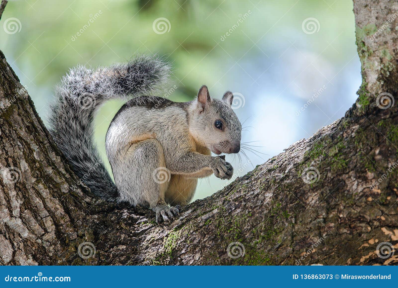 Variegated Squirrel Resting on a Tree Stock Image - Image of view ...