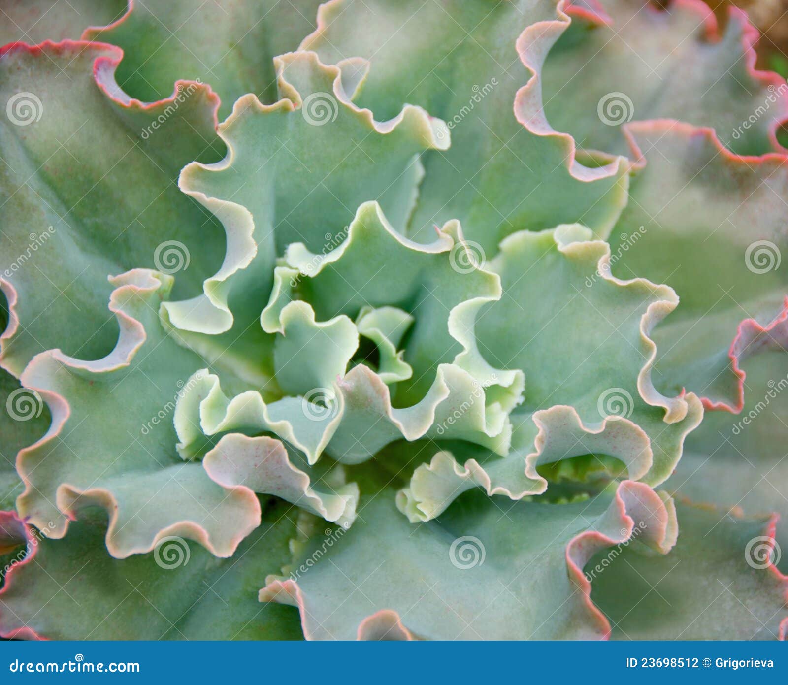 Variegated Succulent stock photo. Image of existence - 23698512