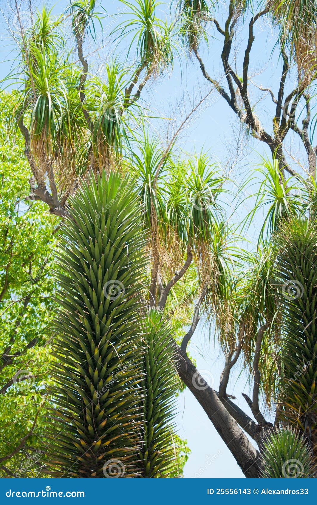 Variegated Succulent Agave or Yucca Plant Stock Image - Image of field ...