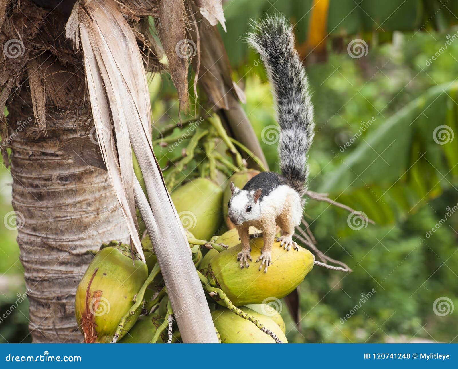 Variegated Tree Squirrel Stand on Coconut Stock Photo - Image of ...