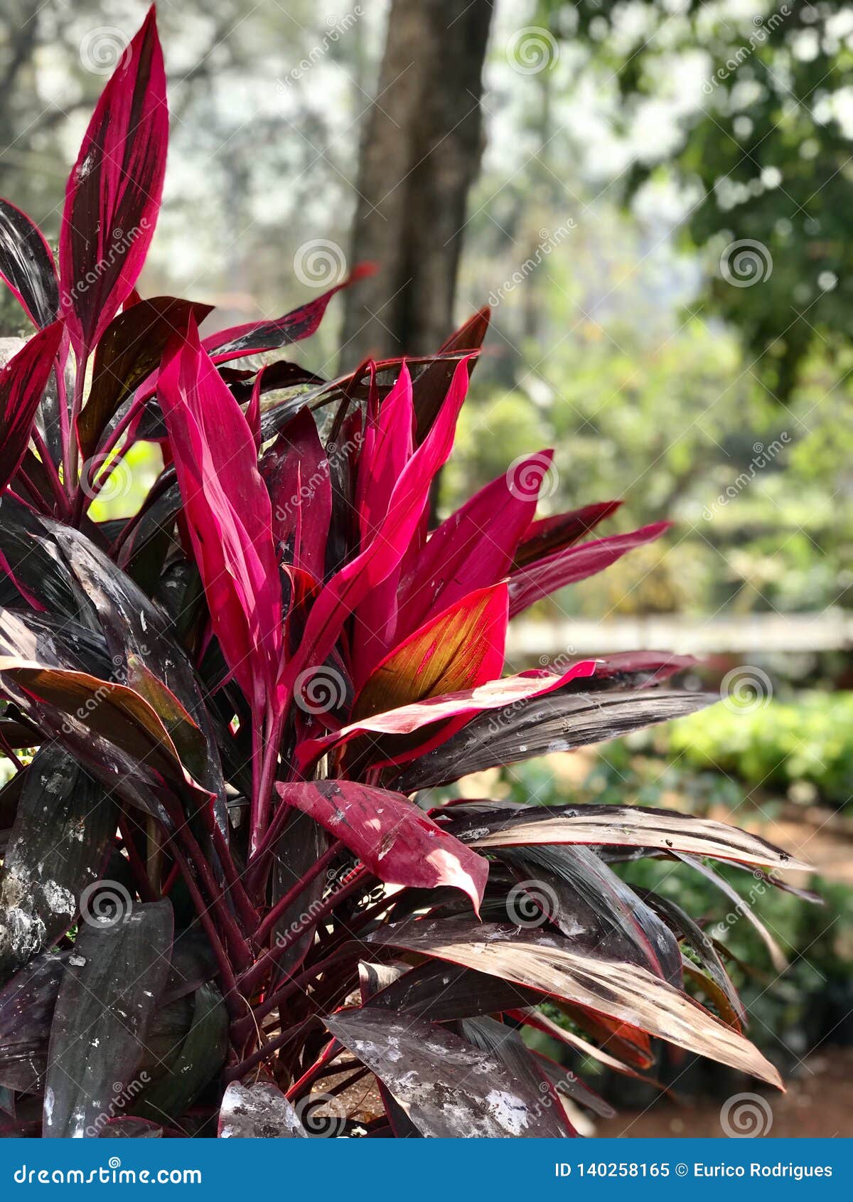 Variegated Tri Color Ginger Tropical Plant Red Stock Image - Image of ...