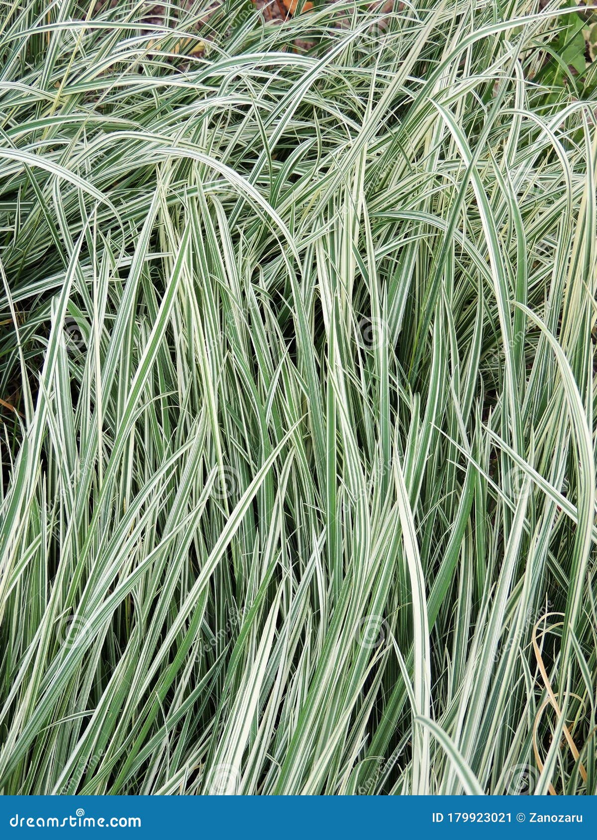 Variegated tuber oat grass stock image. Image of compact - 179923021