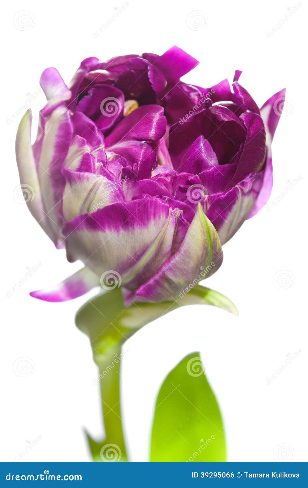 Variegated tulip flower stock photo. Image of flowering - 39295066
