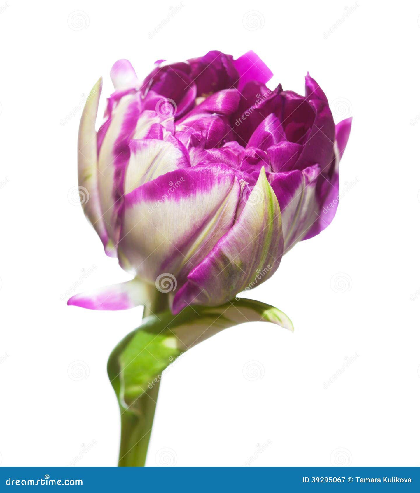 Variegated tulip flower stock image. Image of flora, lilac - 39295067