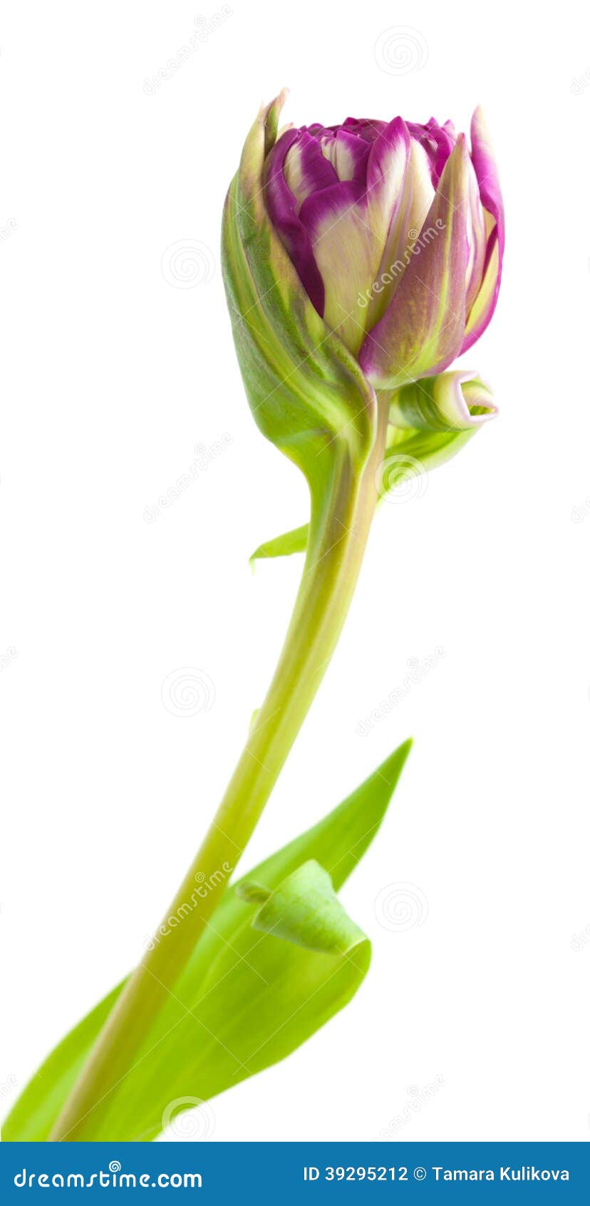 Variegated tulip flower stock photo. Image of cutout - 39295212