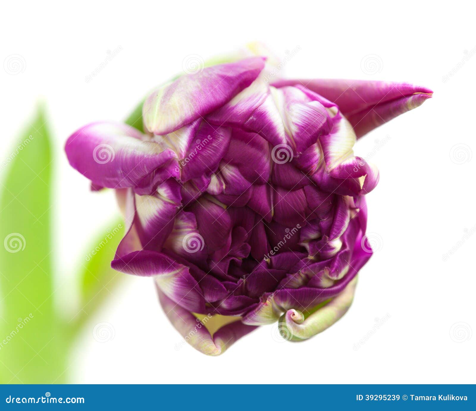 Variegated tulip flower stock image. Image of flower - 39295239
