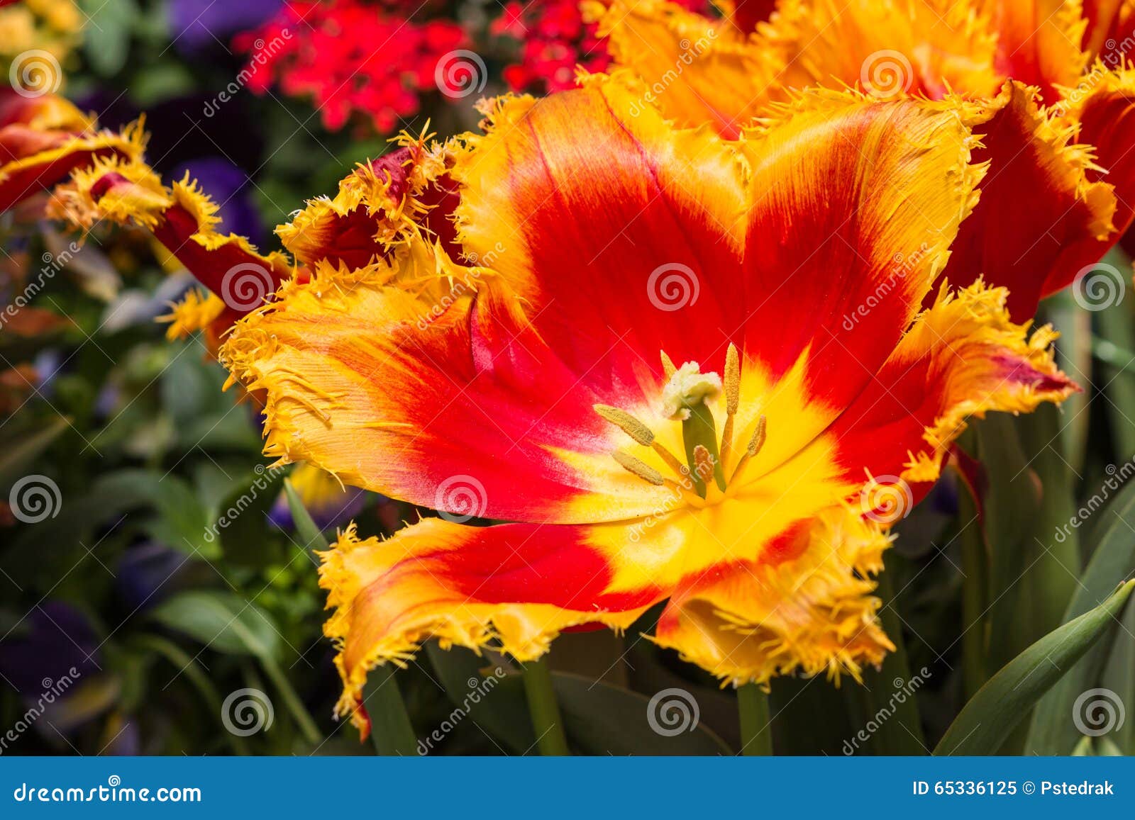 Variegated tulips in bloom stock image. Image of bloom - 65336125