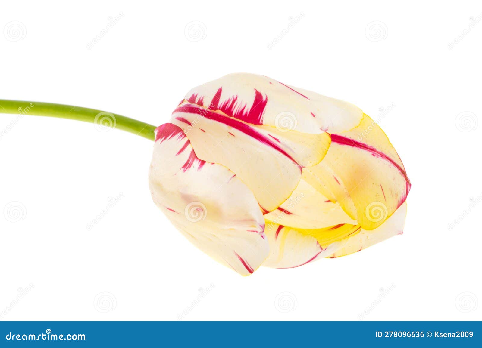 Variegated tulips isolated stock photo. Image of plant - 278096636