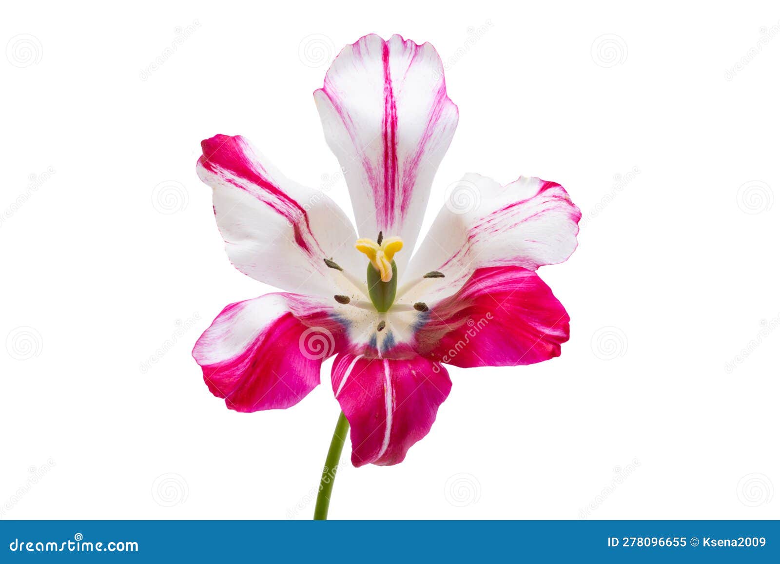 Variegated tulips isolated stock image. Image of easter - 278096655