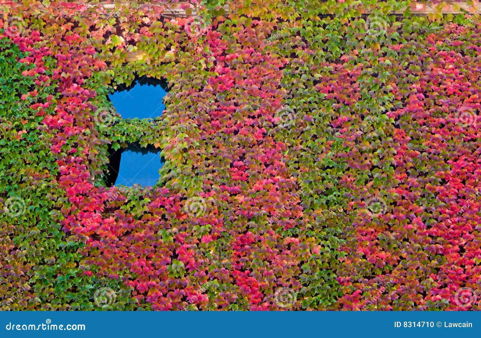 Variegated Vines with Windows Stock Photo - Image of natural, glass ...