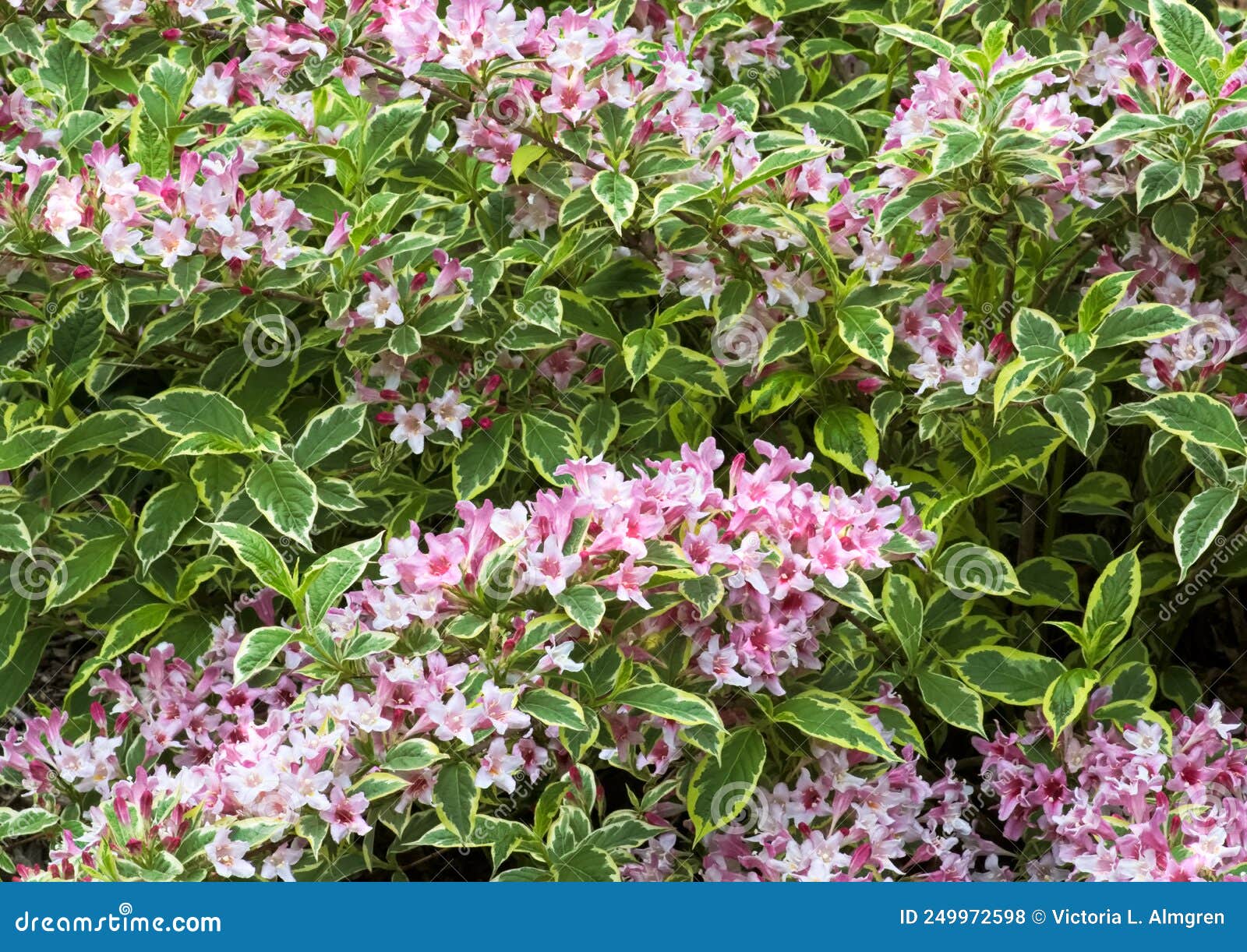 Weigela Stock Image | CartoonDealer.com #55857001