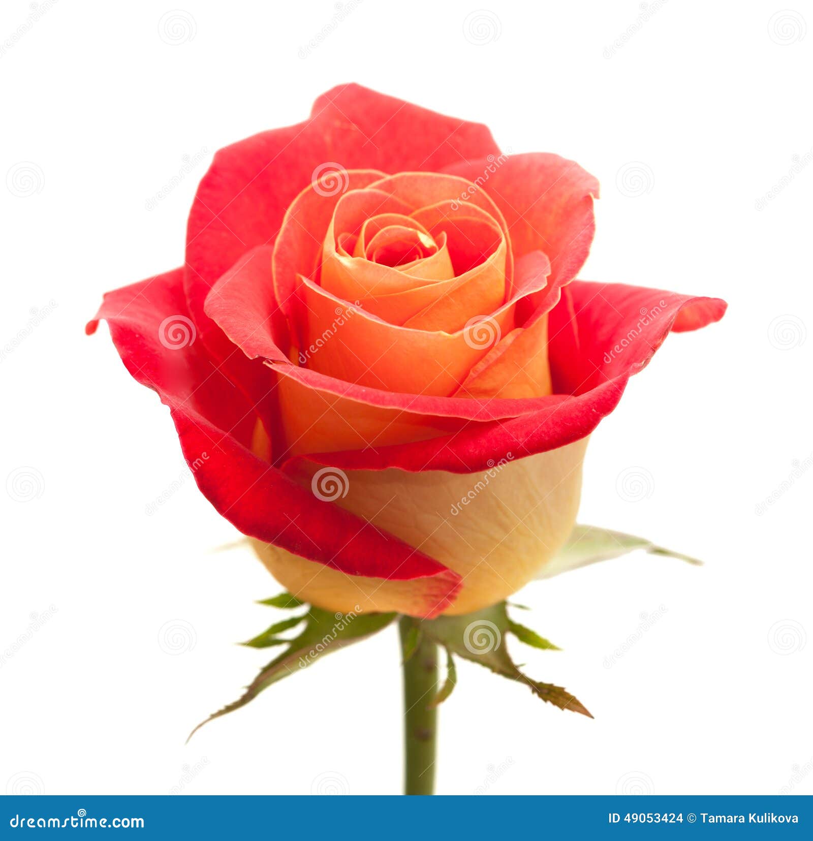 Variegated Yellow and Orange Rose Stock Photo - Image of flower ...