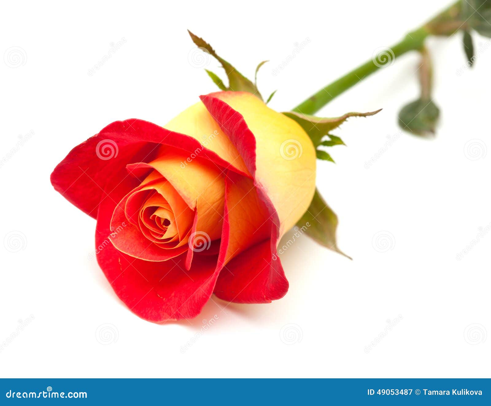 Variegated Yellow and Orange Rose Stock Image - Image of floral ...