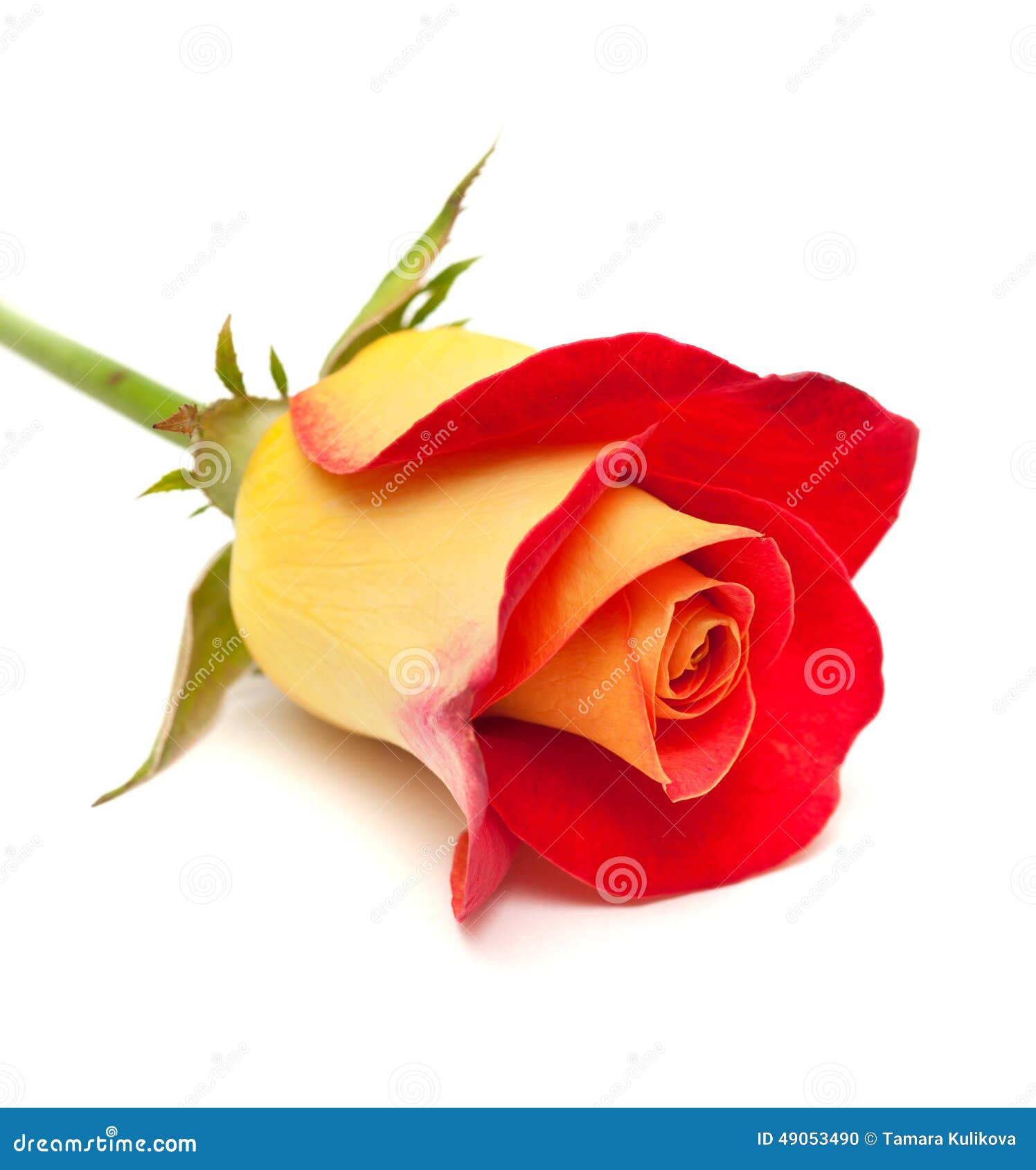 Variegated Yellow and Orange Rose Stock Photo - Image of beauty ...