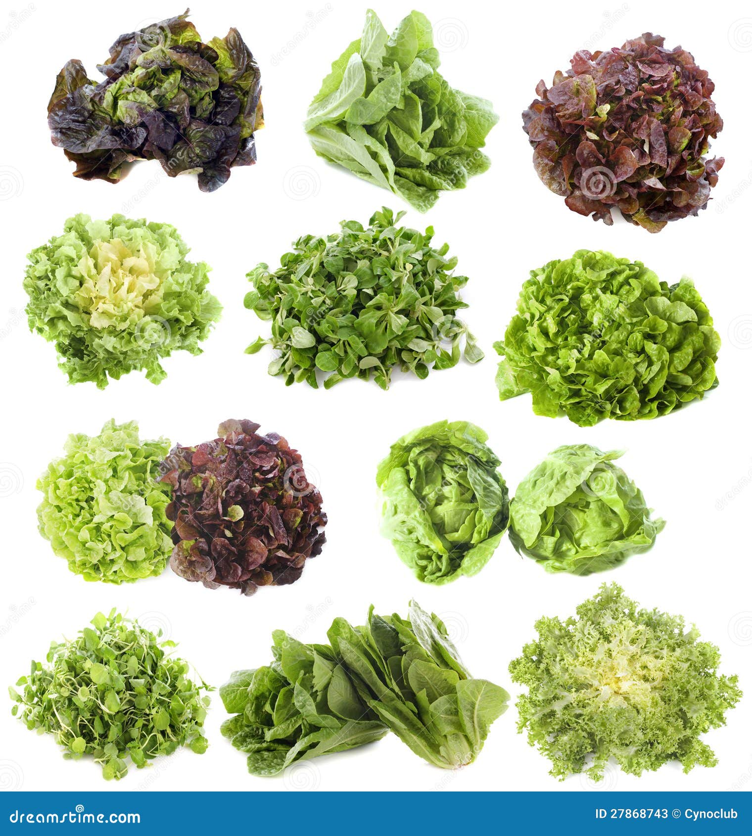 Varietà di insalate immagine stock. Immagine di bianco - 27868743