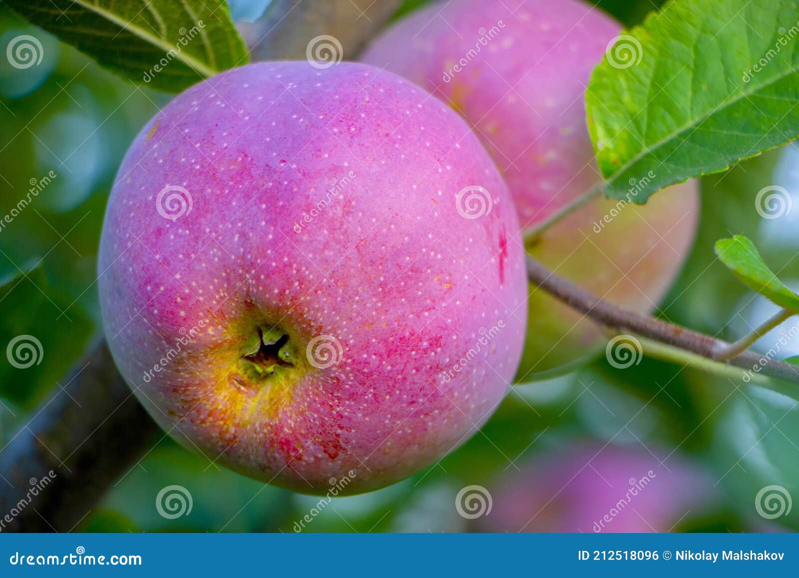 Varietal Apple Florina Grows on a Tree in the Garden Stock Photo ...