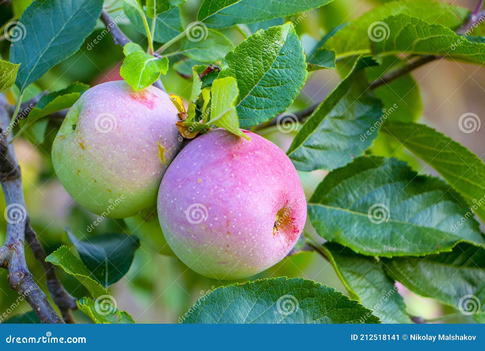 Varietal Apple Florina Grows on a Tree in the Garden Stock Image ...