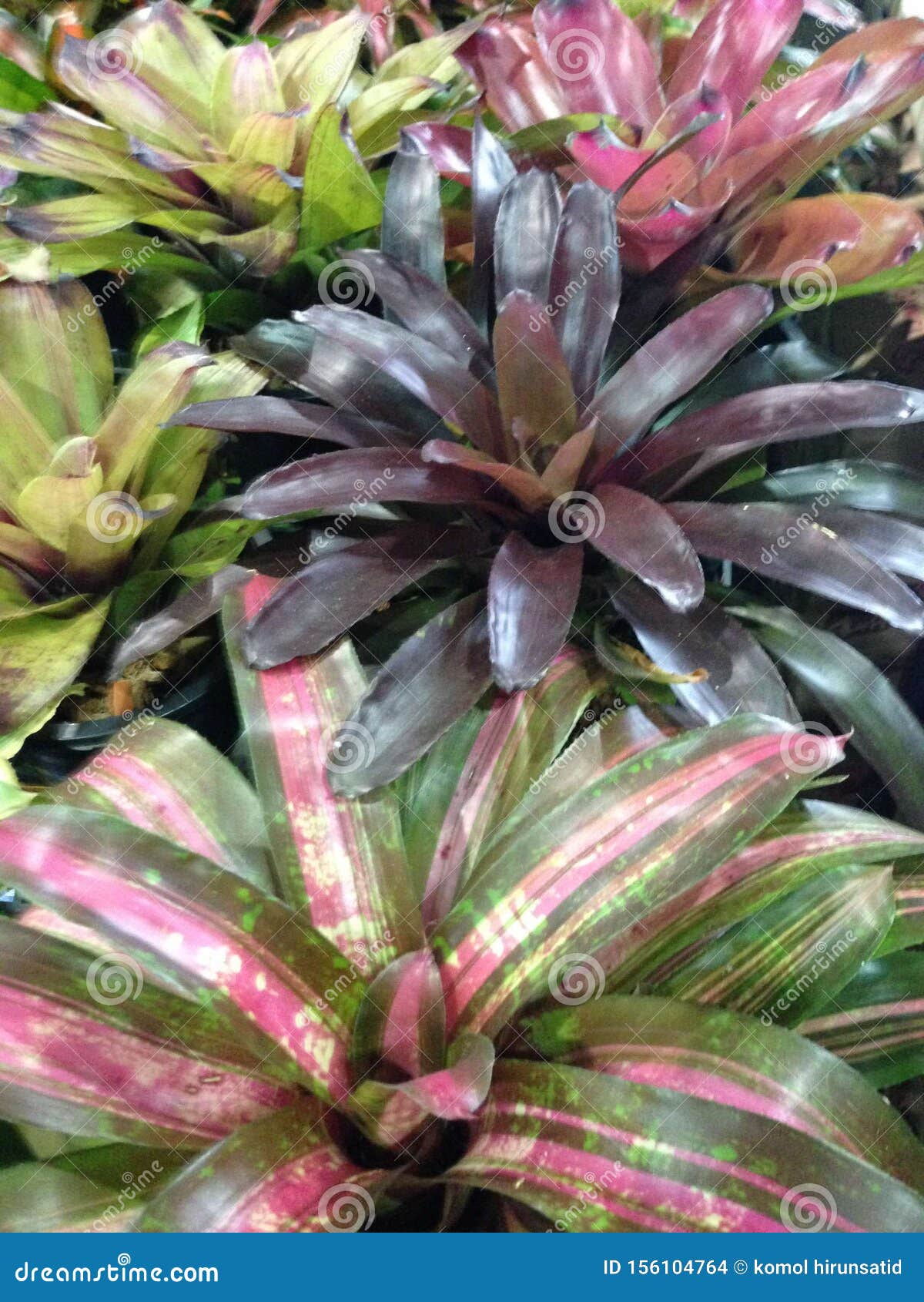 Bromeliads stock photo. Image of varieties, easygrowth - 156104764