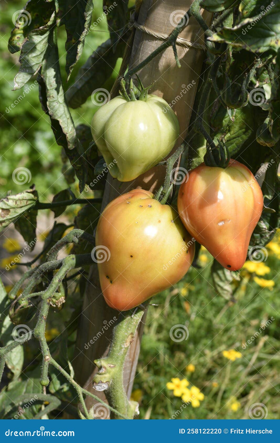 Botany, Special Kind of Tomatoes Stock Photo - Image of special, food ...