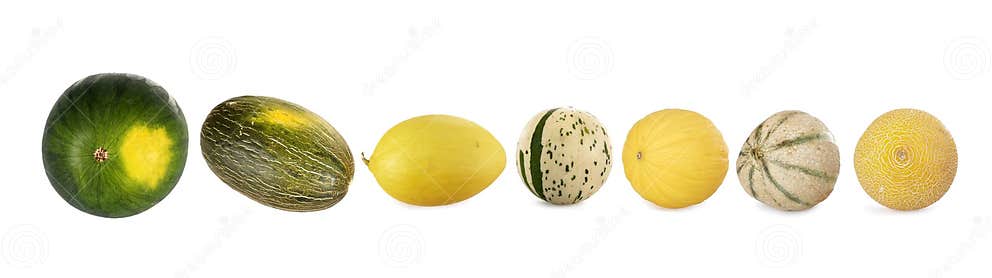 Varieties of Melon in Studio Stock Image - Image of diversity ...