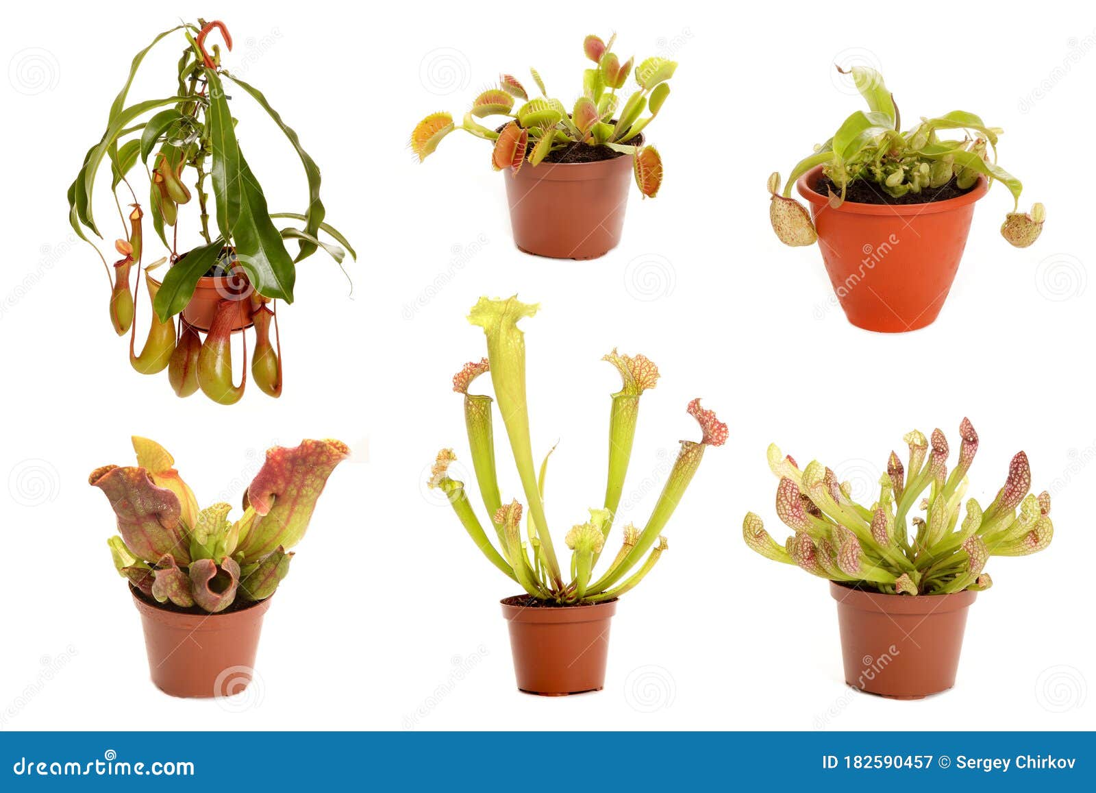 Varieties of Predatory Plants in Flower Pots Stock Image - Image of ...