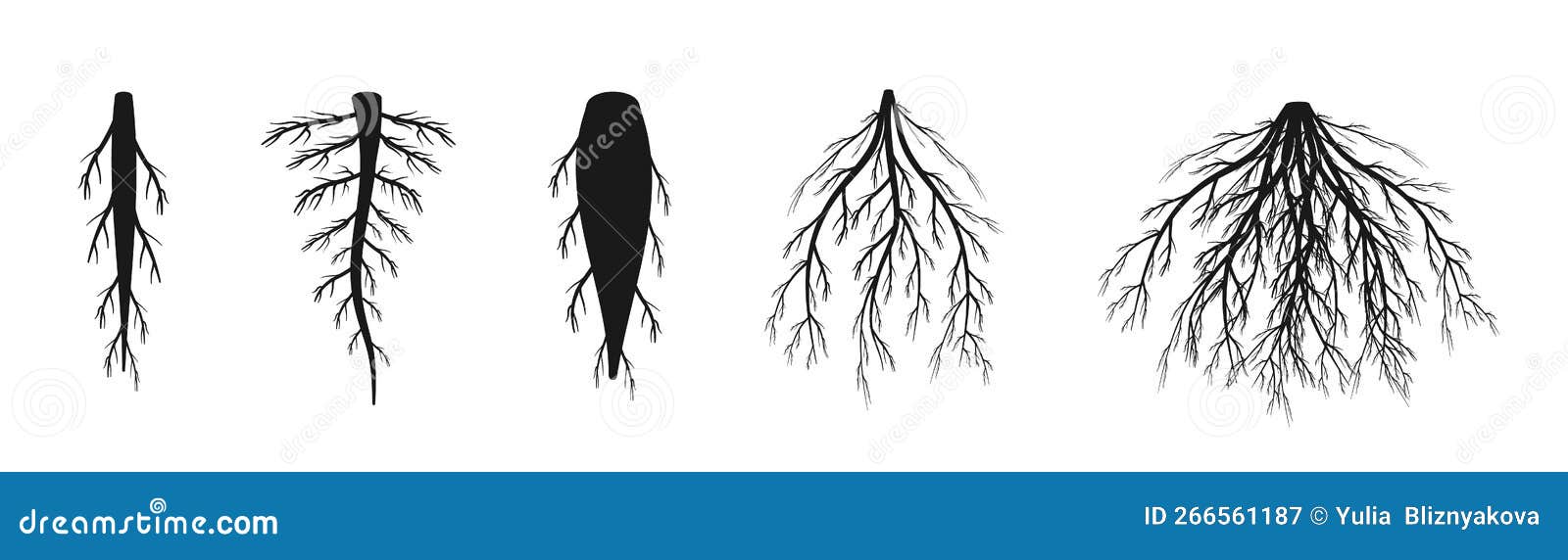 Varieties of Root System. Black Silhouette of Taproot and Fibrous ...