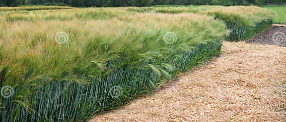 Varieties of Barley, Wheat on Demonstration Plot of Grain Crops Stock ...