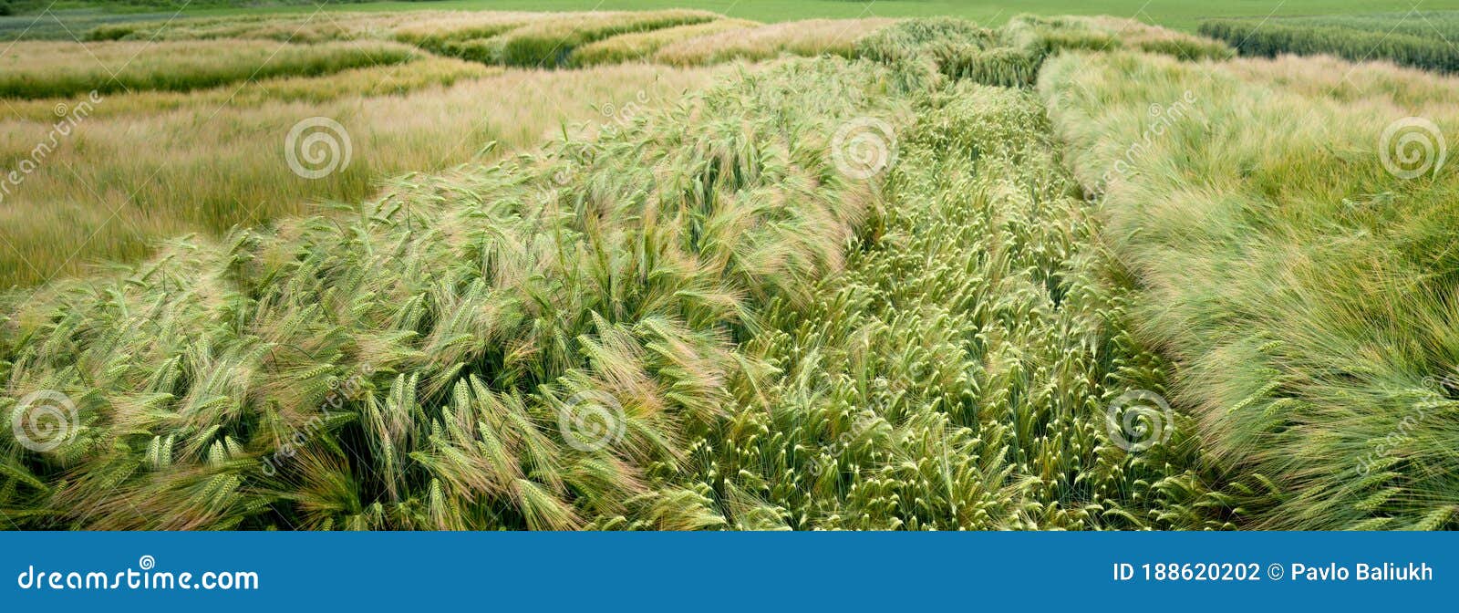 Demonstration Of Plot Grain Crops, New Varieties In Agriculture, Top ...