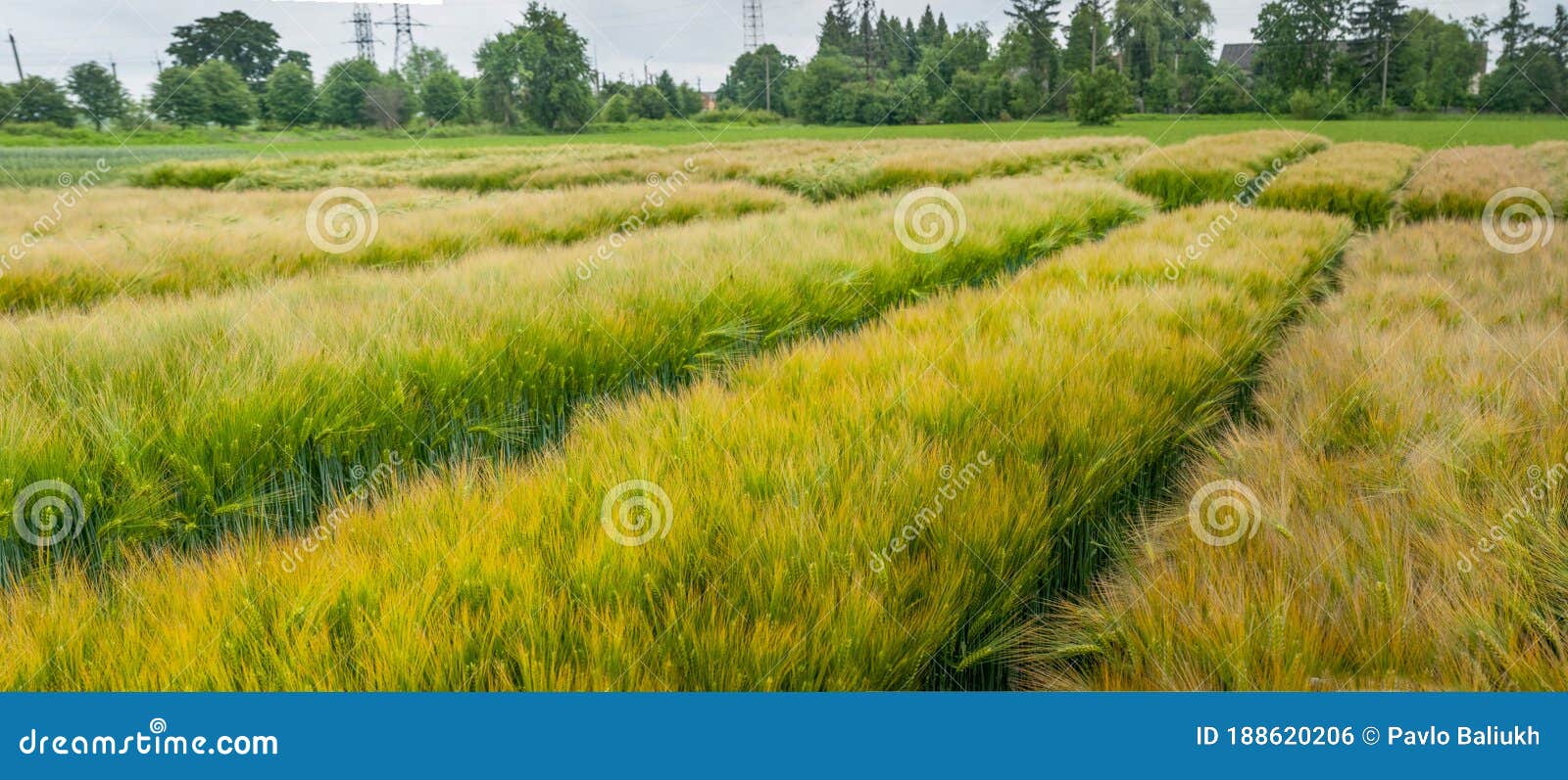 Demonstration Of Plot Grain Crops, New Varieties In Agriculture, Top ...