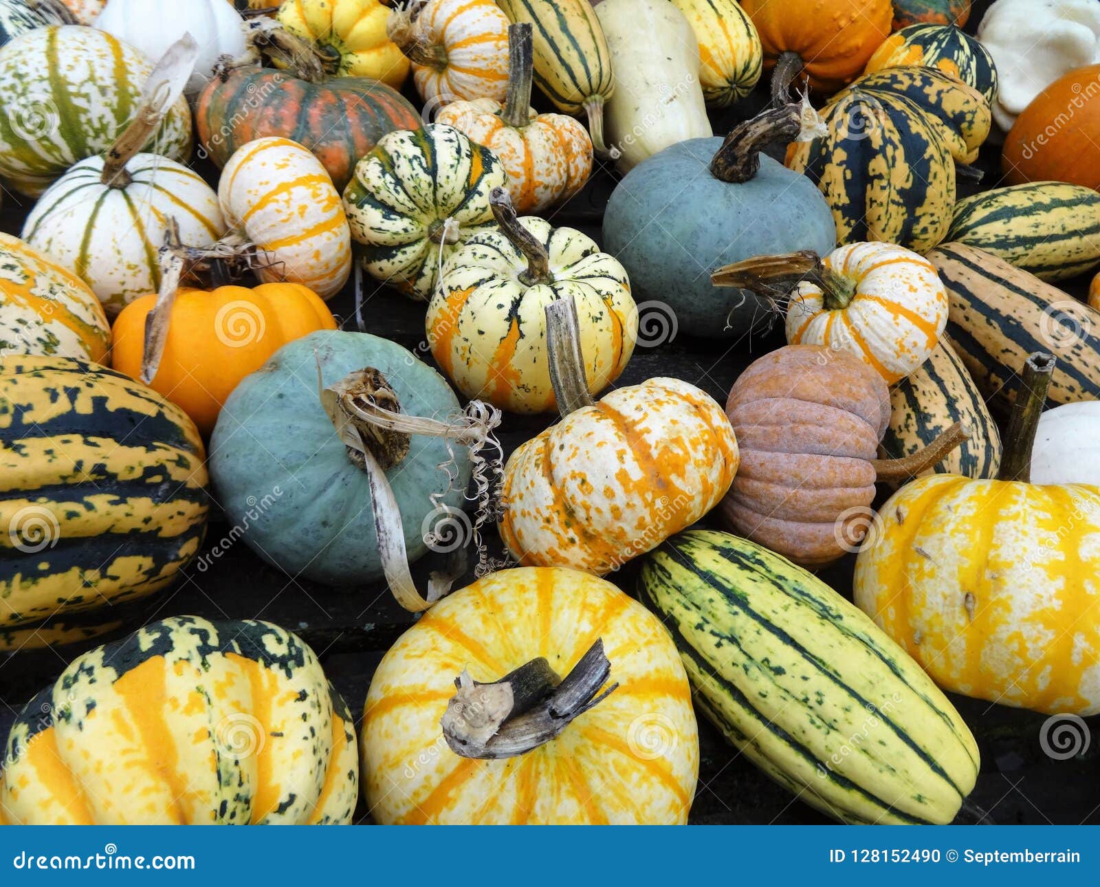 A Varieties of Squash and Pumpkins Stock Photo - Image of color ...