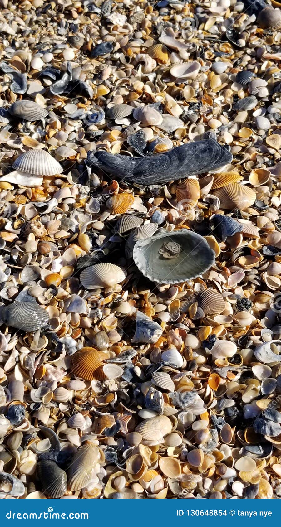 Variety stock photo. Image of ocean, atlantic, shells - 130648854