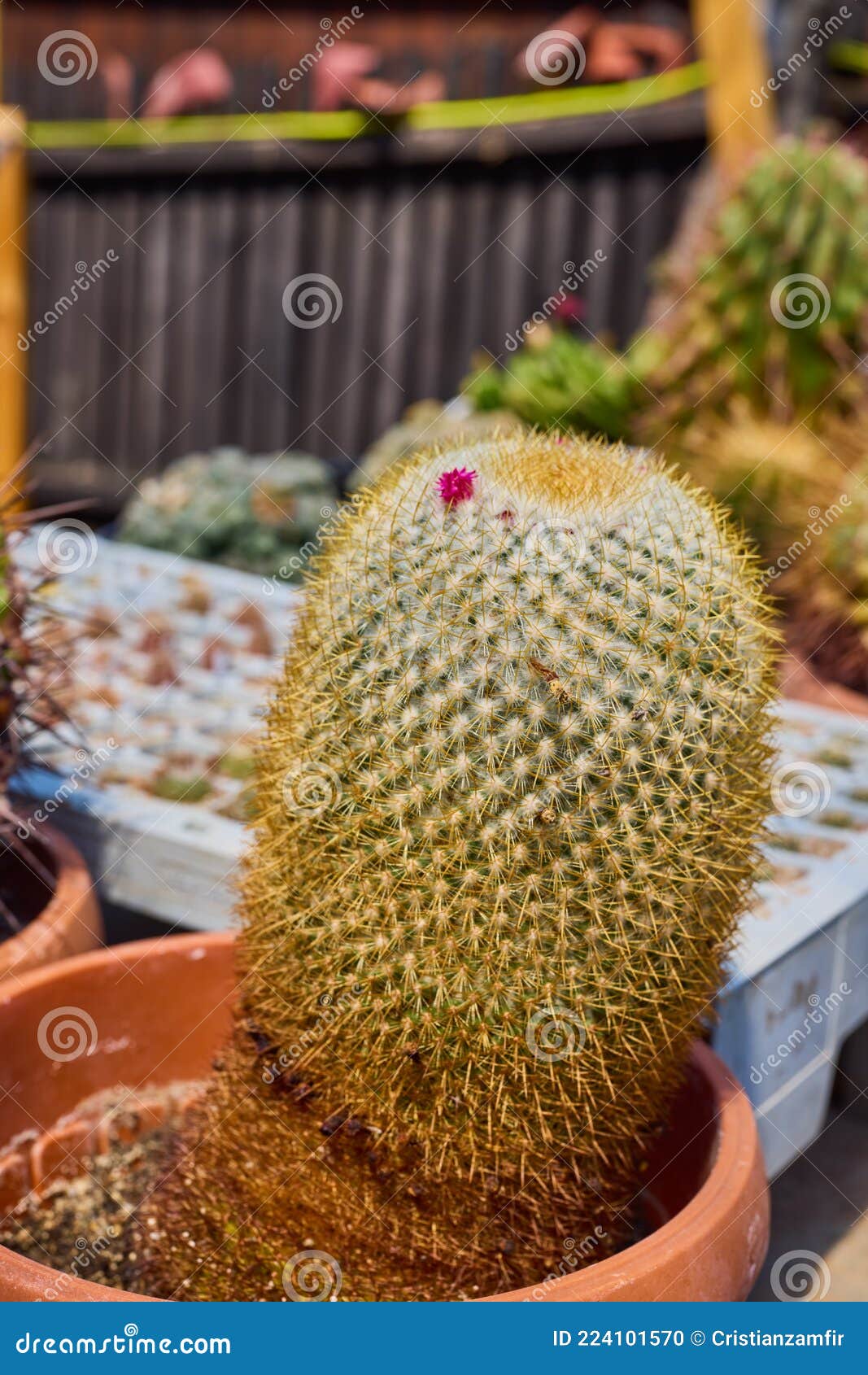 A Variety of Beautiful Cacti Stock Photo - Image of closeup, plant ...