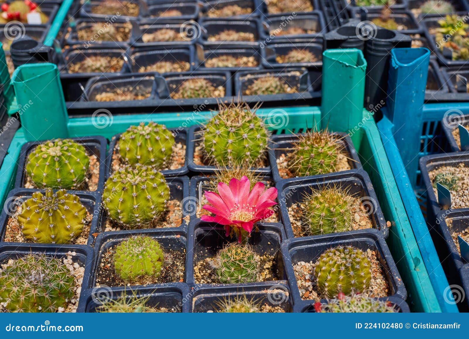 A Variety of Beautiful Cacti Stock Photo - Image of exotic, growth ...