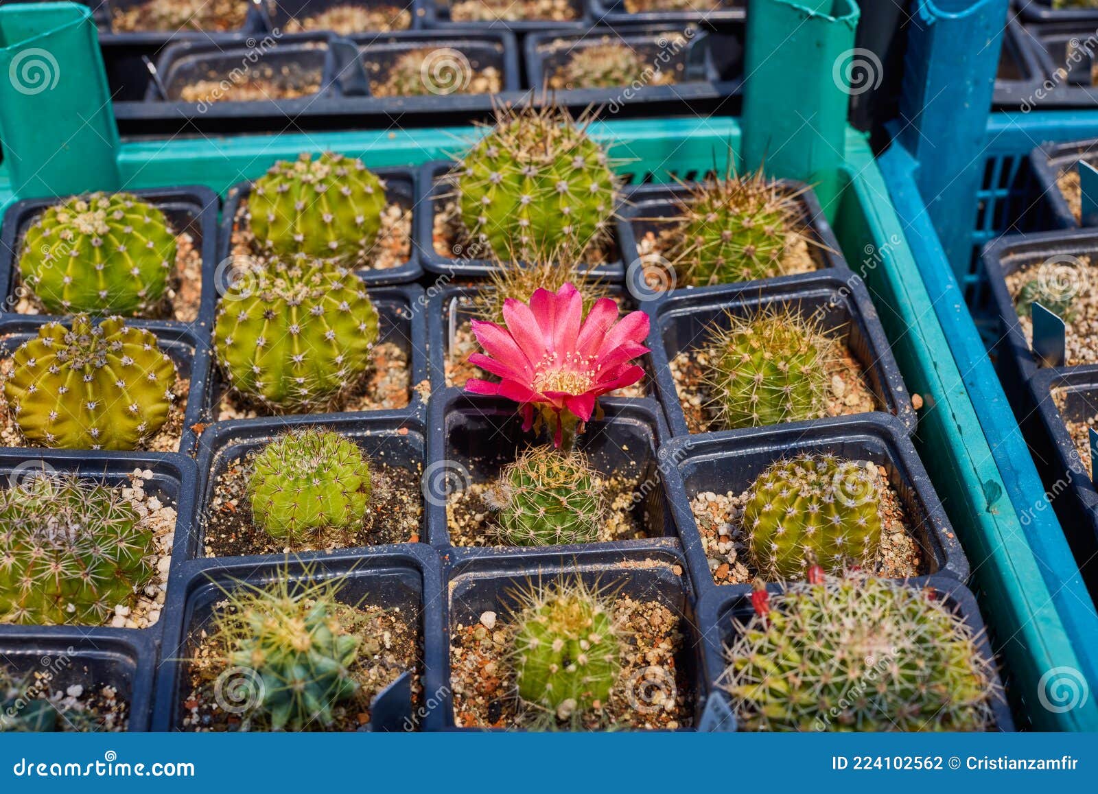 A Variety of Beautiful Cacti Stock Photo - Image of plantation, botany ...