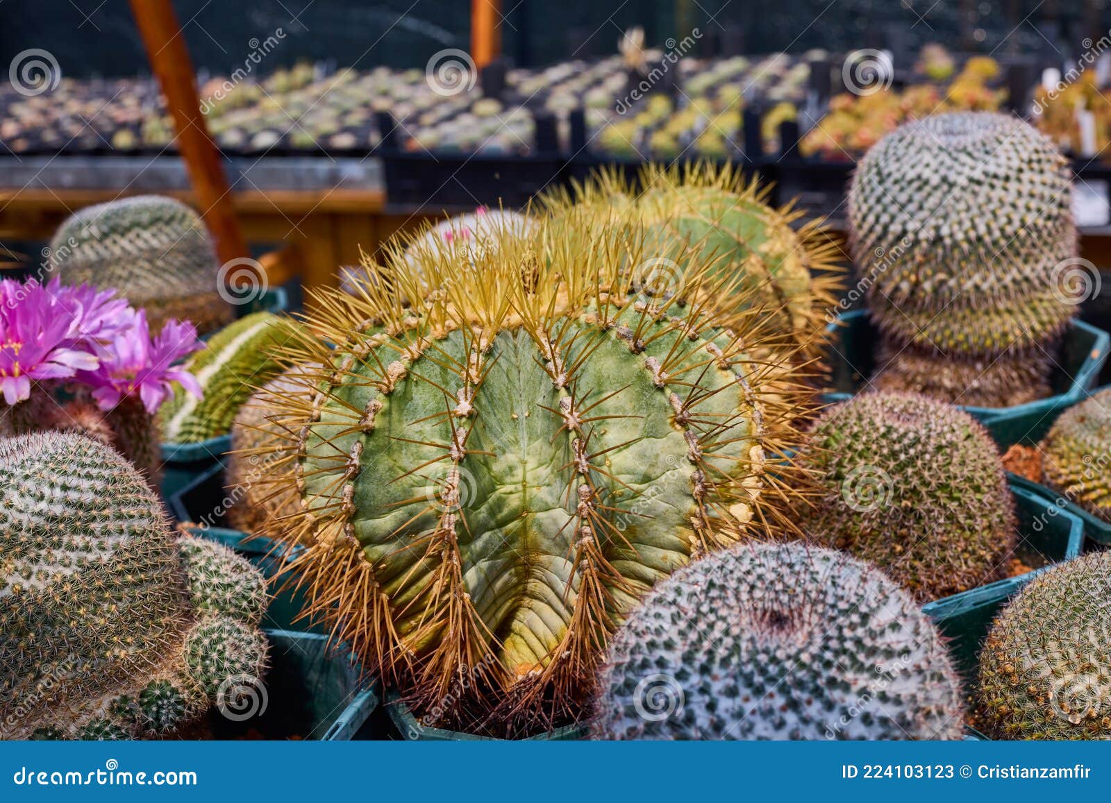 A Variety of Beautiful Cacti Stock Image - Image of organic, beautiful ...