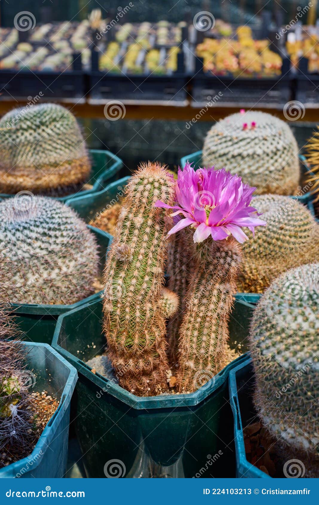 A Variety of Beautiful Cacti Stock Image - Image of plant, macro: 224103213