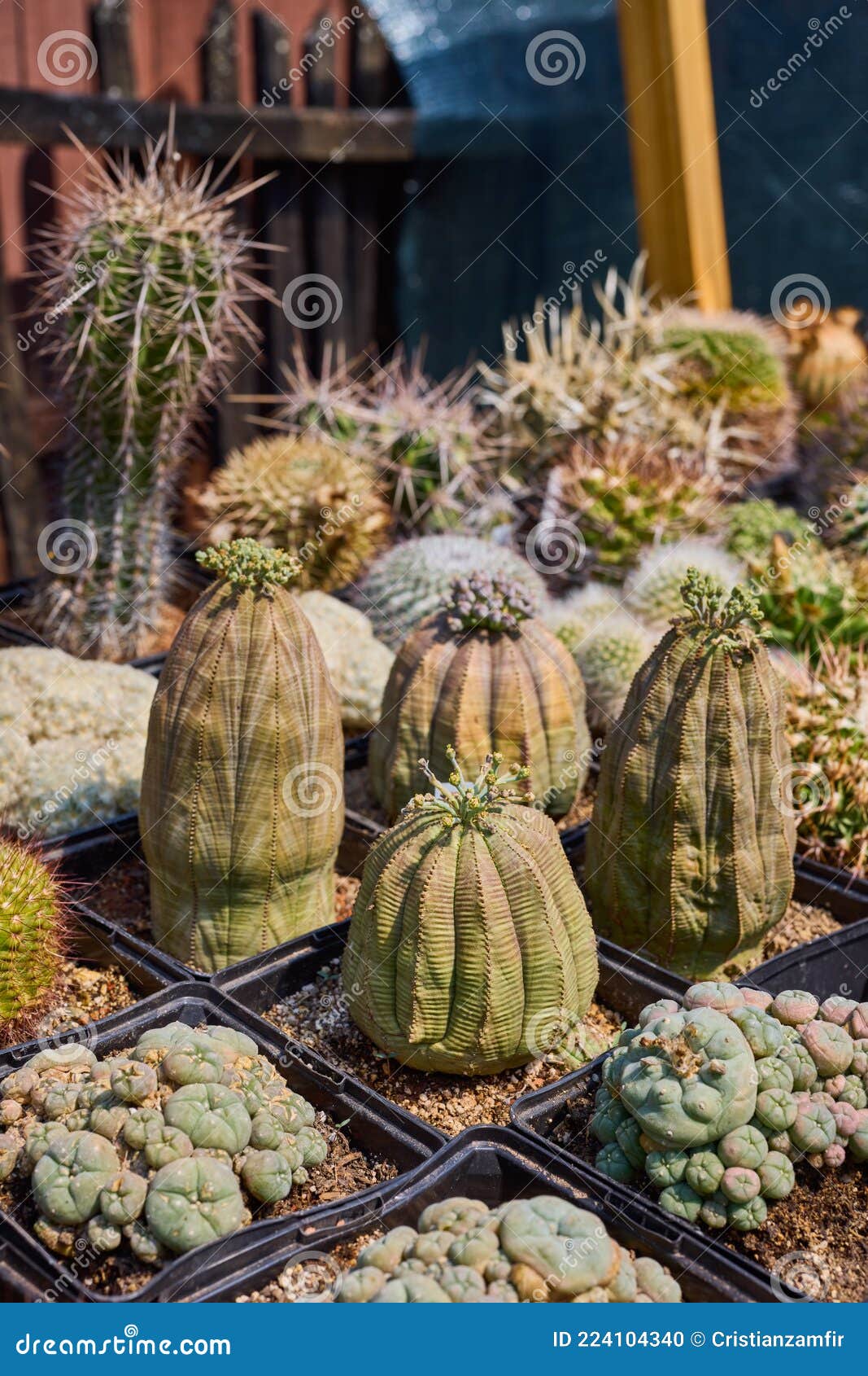 A Variety of Beautiful Cacti Stock Photo - Image of natural, beautiful ...