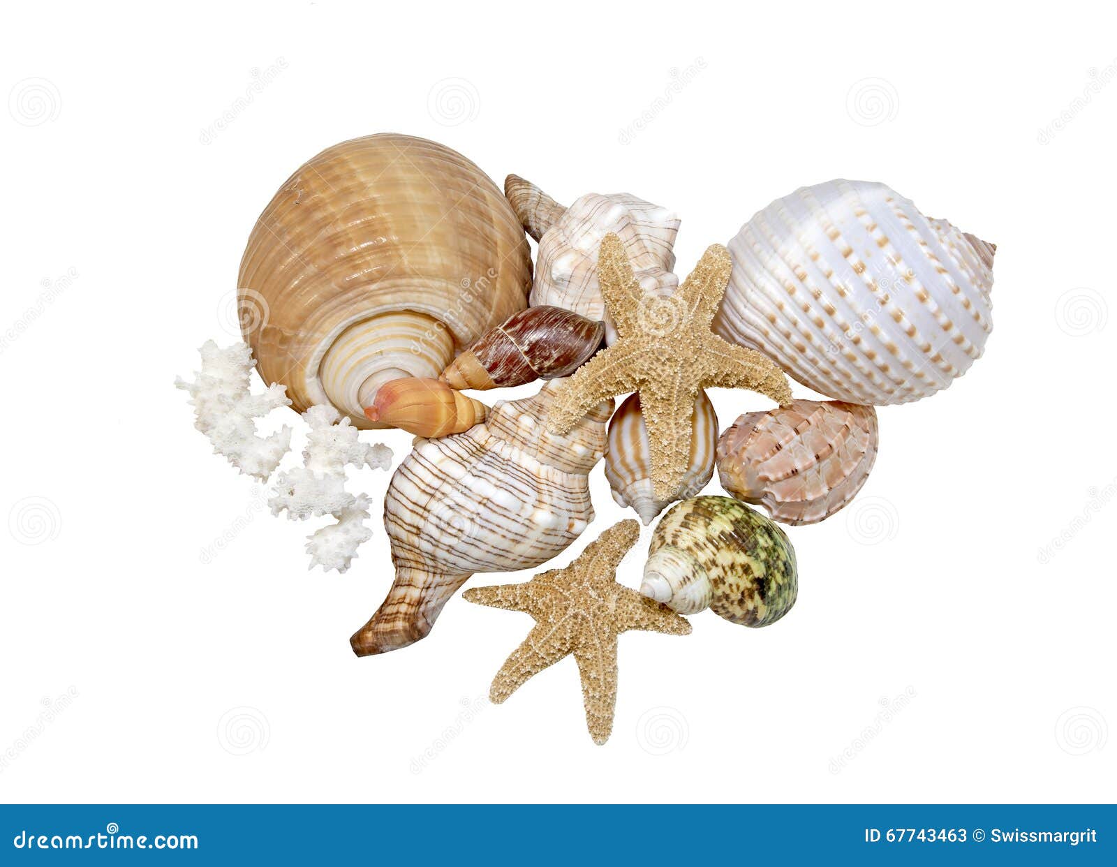 Variety Of Beautiful Sea Shells On A White Background Stock Image ...