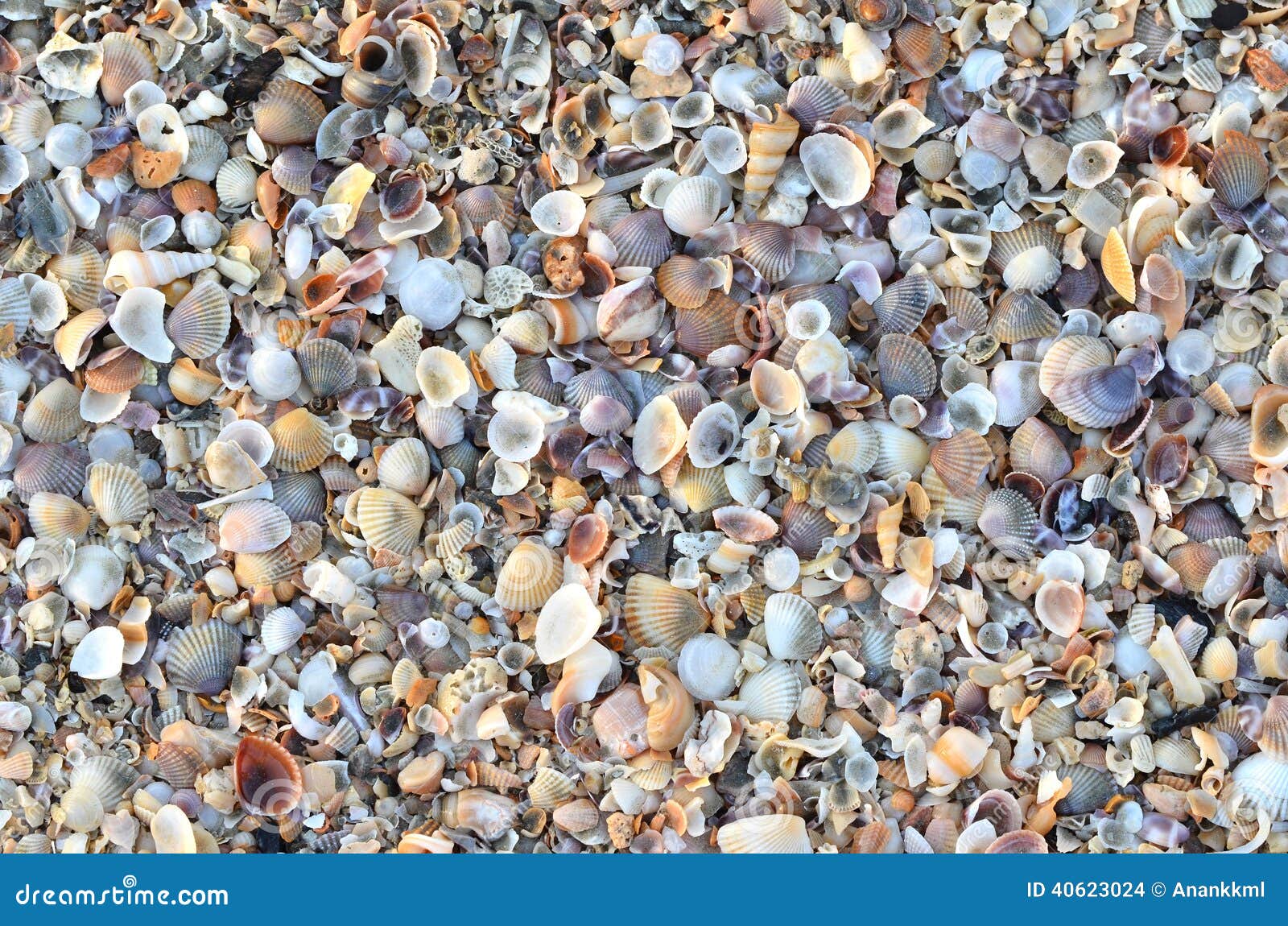 Variety of Broken Seashells Stock Photo - Image of seashell, summer ...