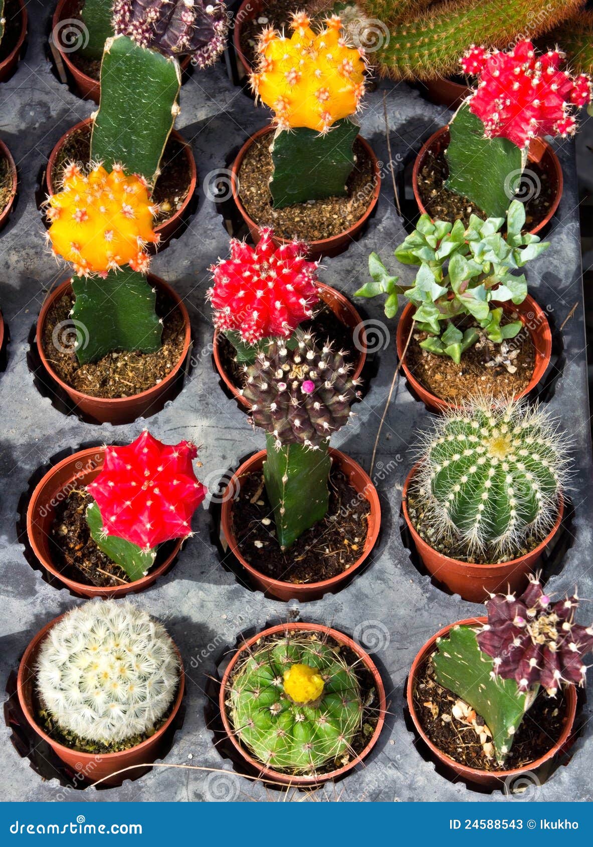 Variety of cactus stock image. Image of aloe, needle - 24588543