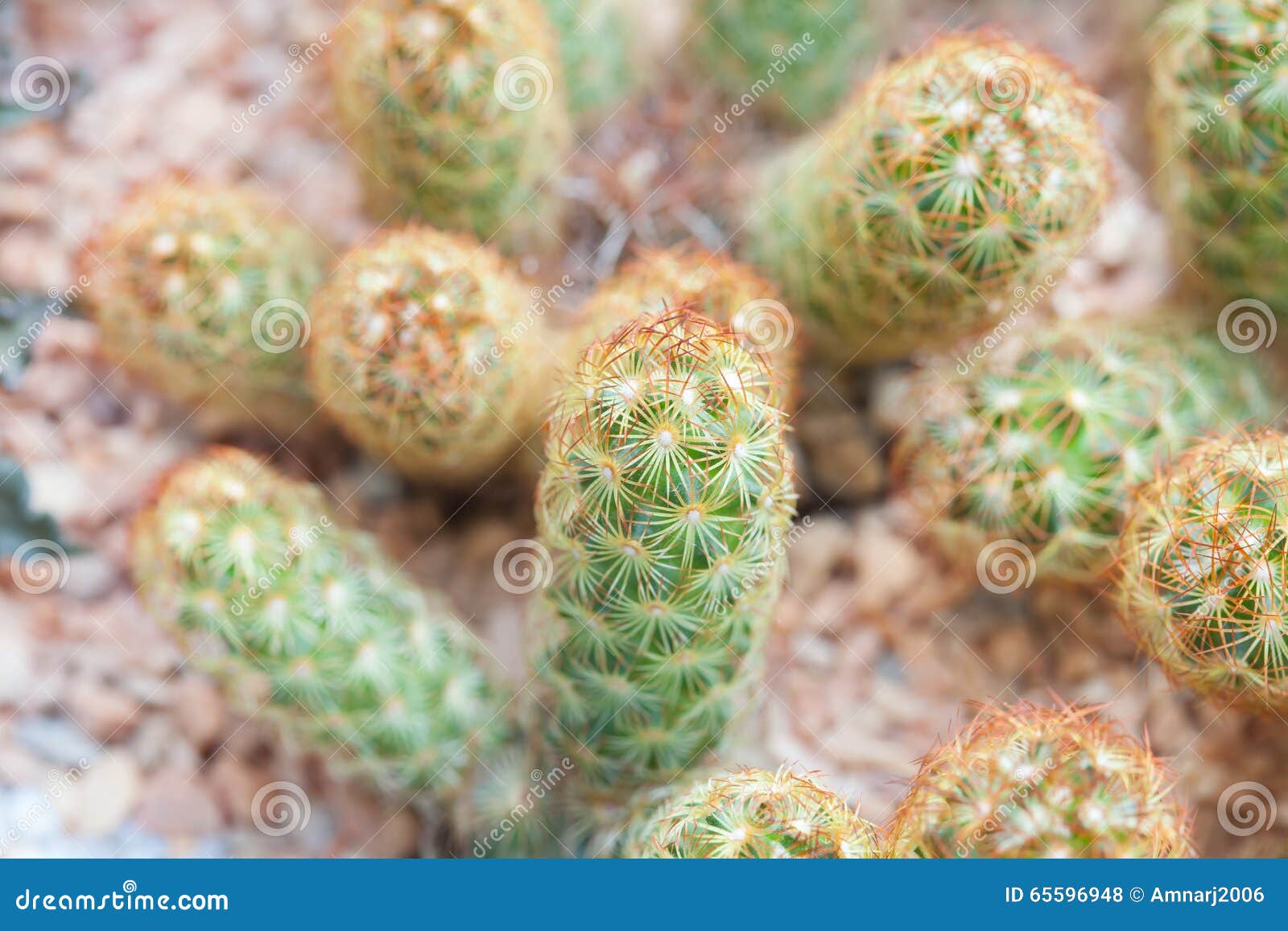 Variety cactus at cactus stock photo. Image of thorn - 65596948