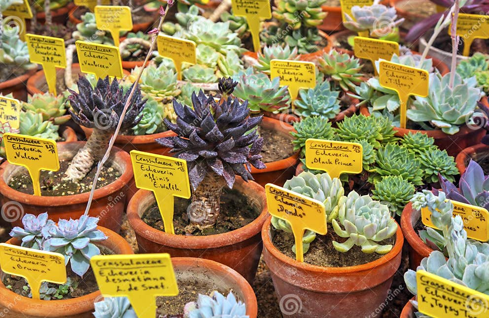 Variety Of Cactus Plants In Pots And Labels With Their Names Stock