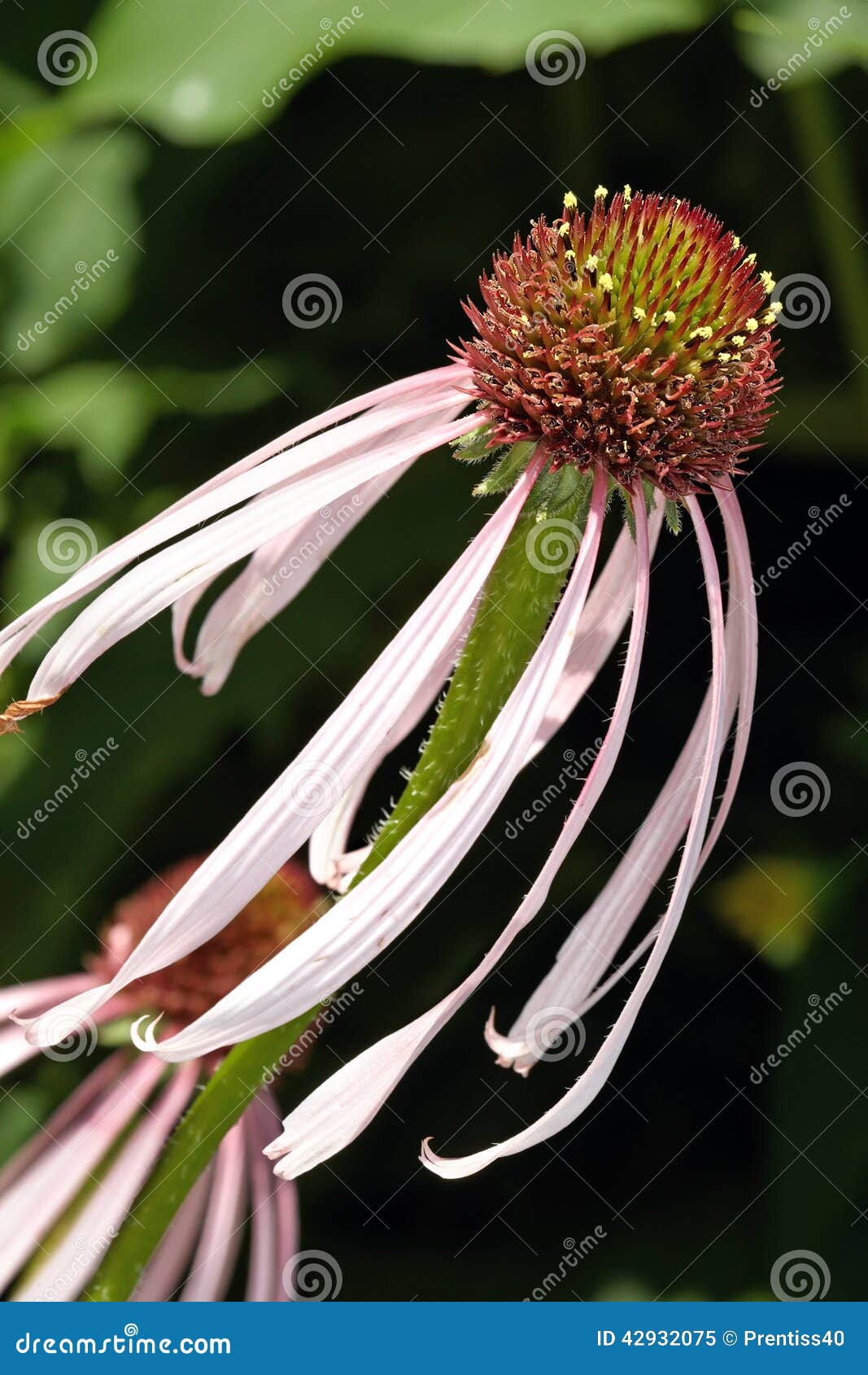 Variety chamomile stock image. Image of chamomile, variety - 42932075