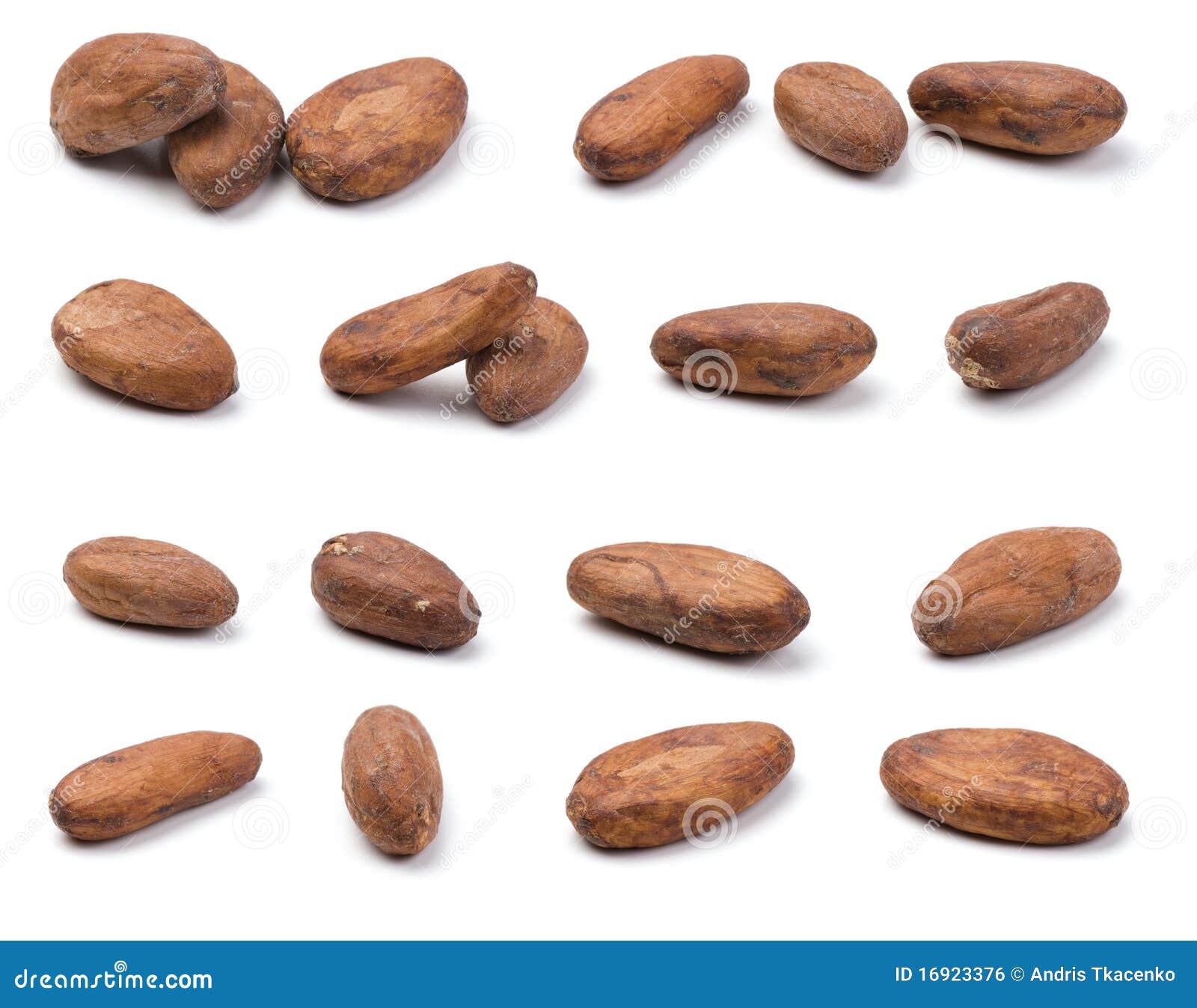 Variety of cocoa beans stock photo. Image of gourmet - 16923376