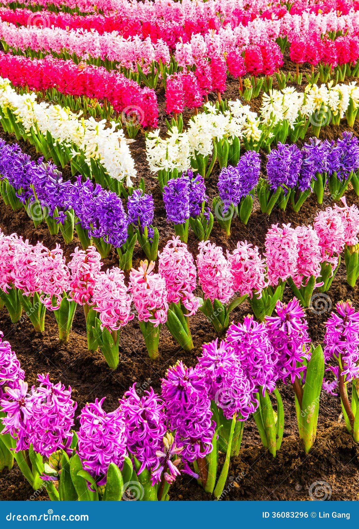 Variety of color hyacinth. stock photo. Image of beautiful - 36083296