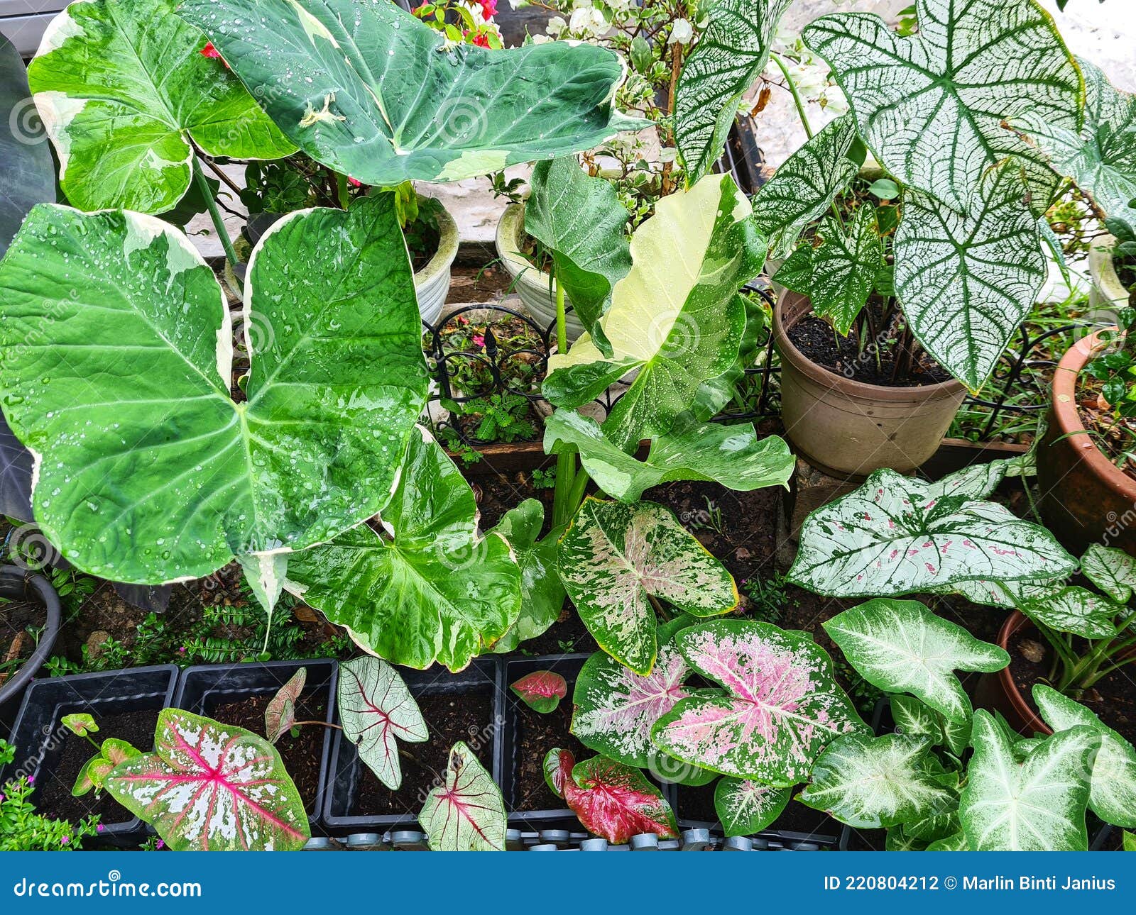 Variety of Colorful Caladium Stock Photo - Image of white, tapestry ...